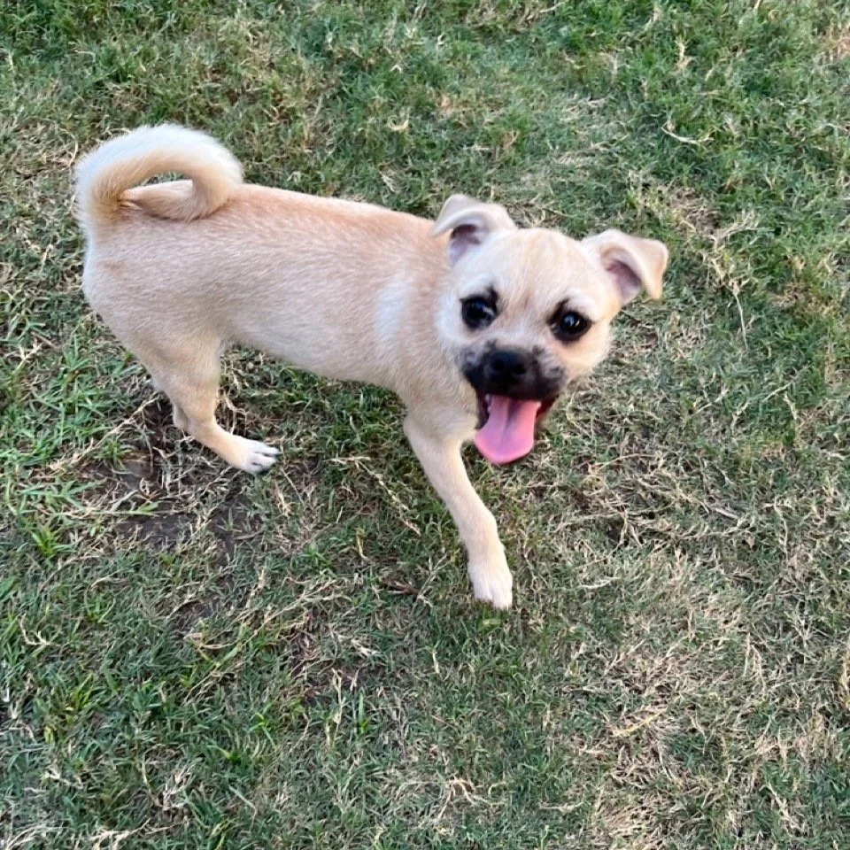 Adoptable Dogs | Pug Rescue of Austin