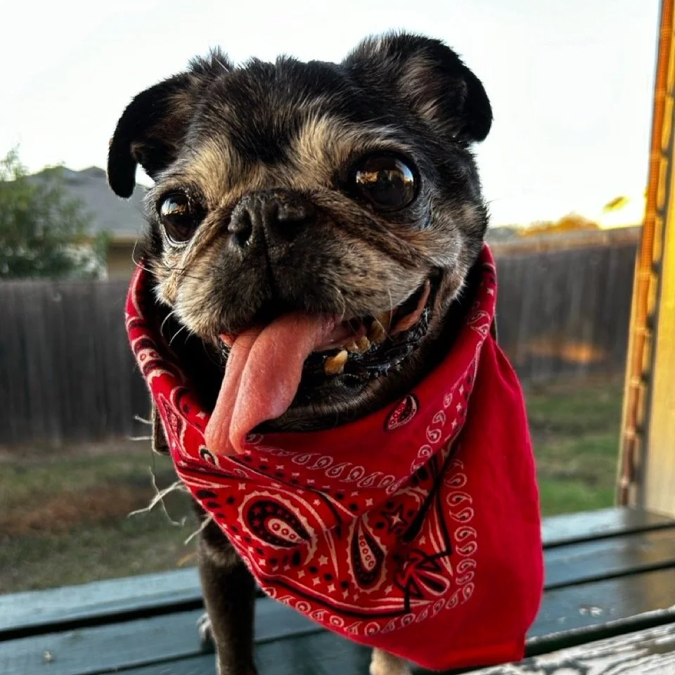 Pug Rescue of Austin