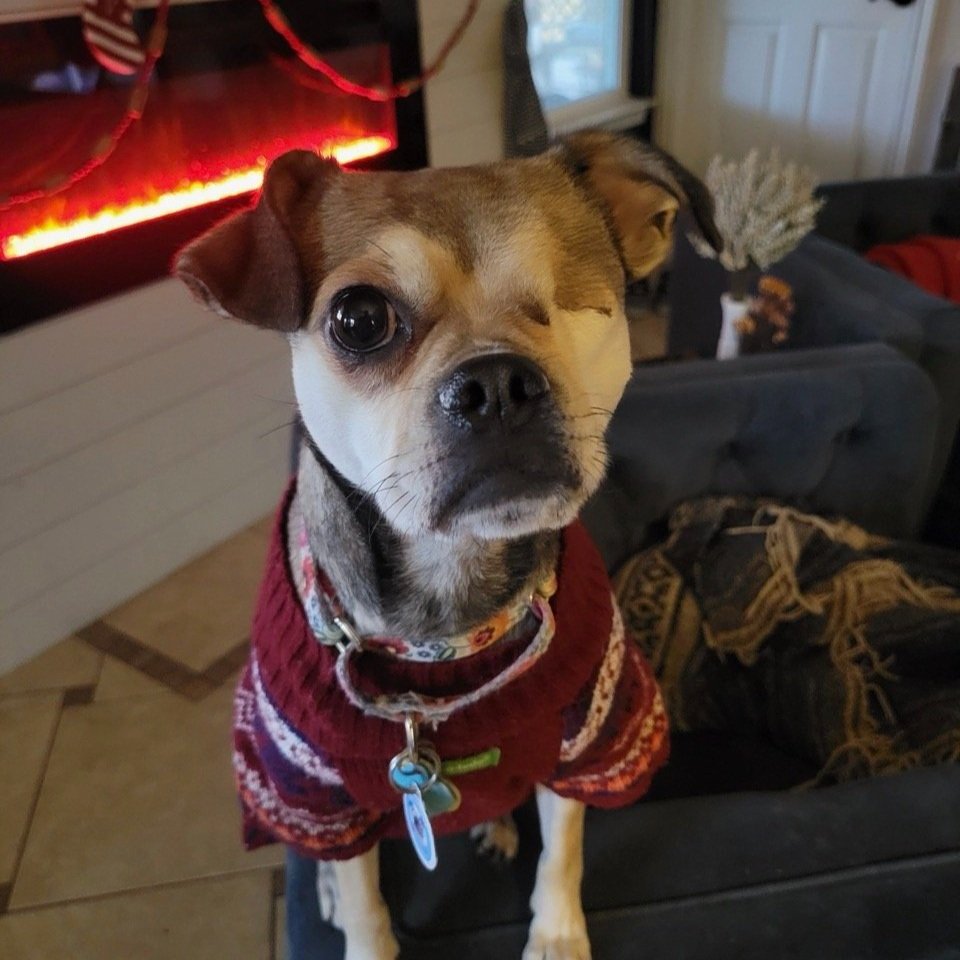 Adoptable Dogs | Pug Rescue of Austin