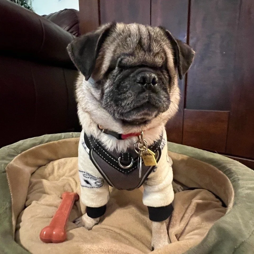 Adoptable Dogs | Pug Rescue of Austin