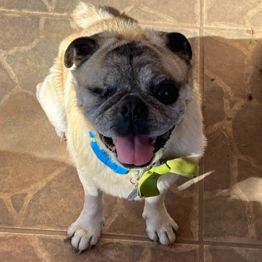 Pug Rescue of Austin