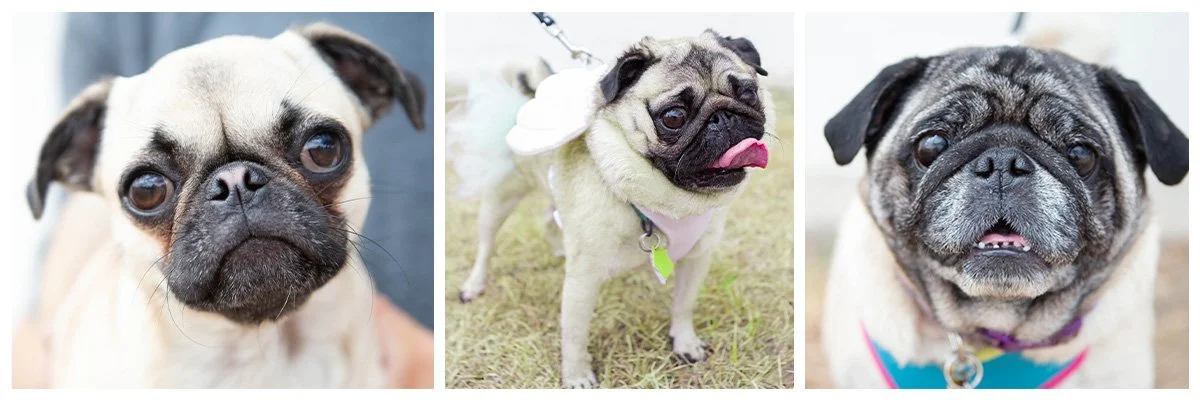 Pug Rescue of Austin