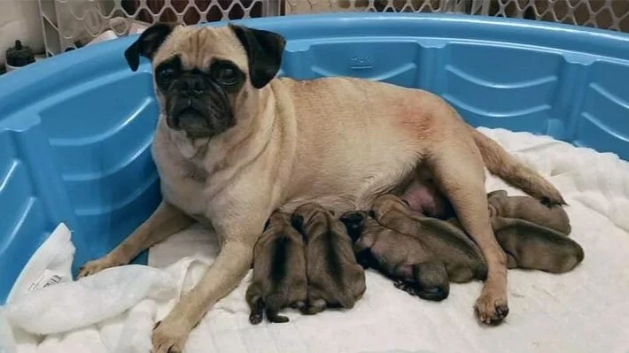 Pug Rescue of Austin