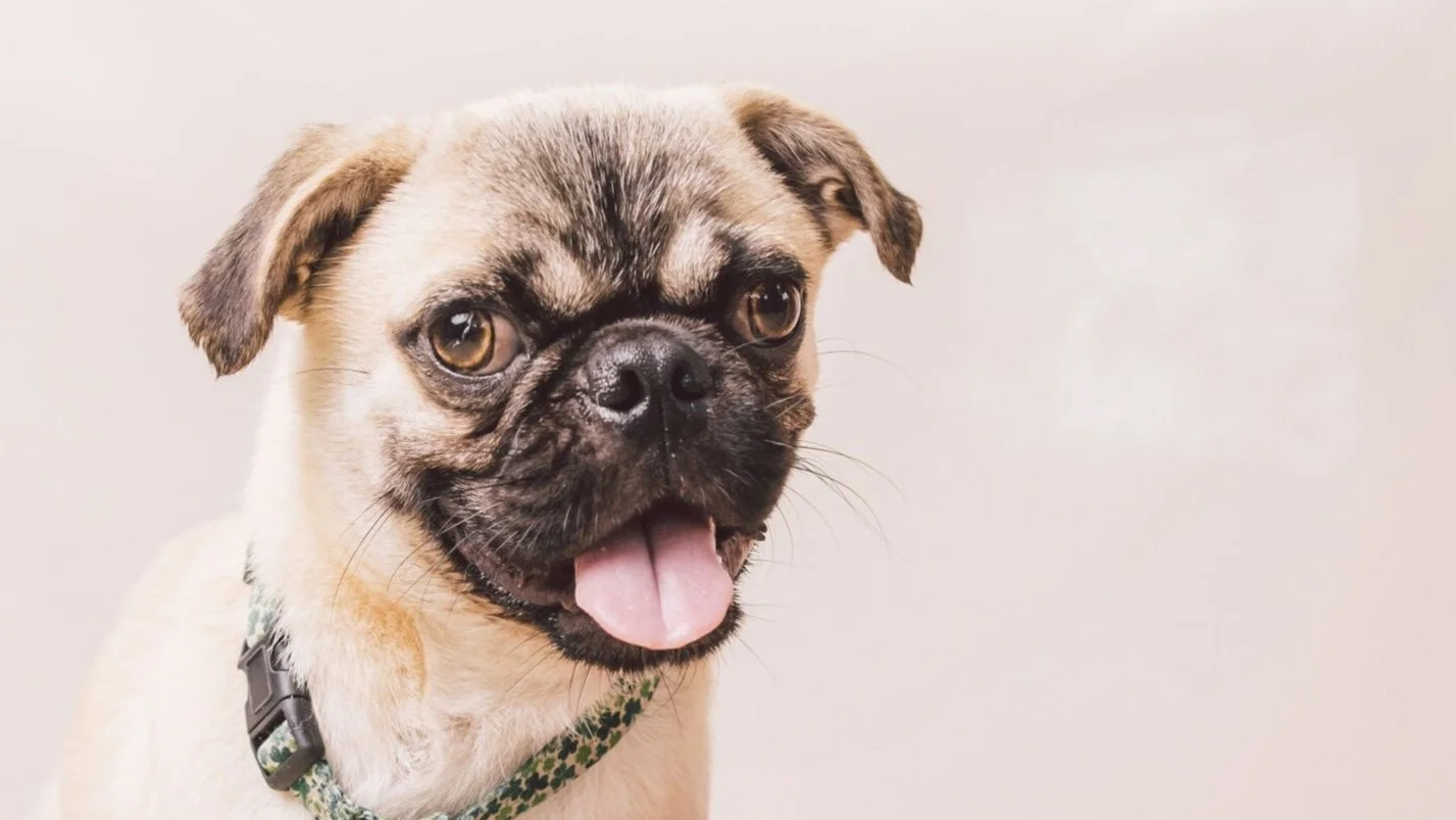 Pug Rescue of Austin