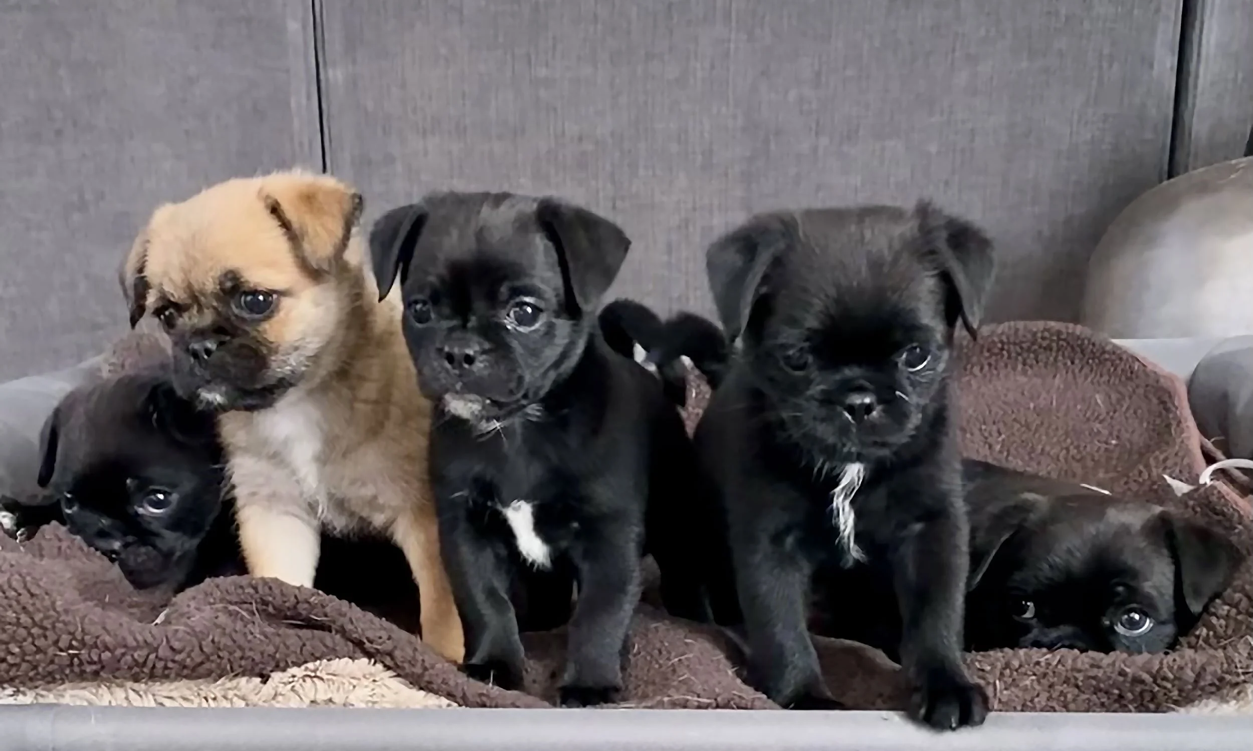 Pug Rescue of Austin