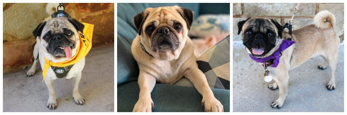 Support Pug Rescue for Amplify Austin Day! | Pug Rescue of Austin