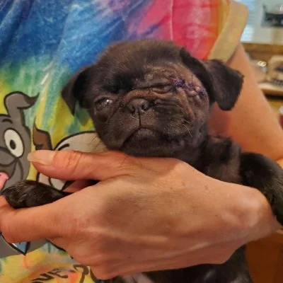 Pug Rescue of Austin