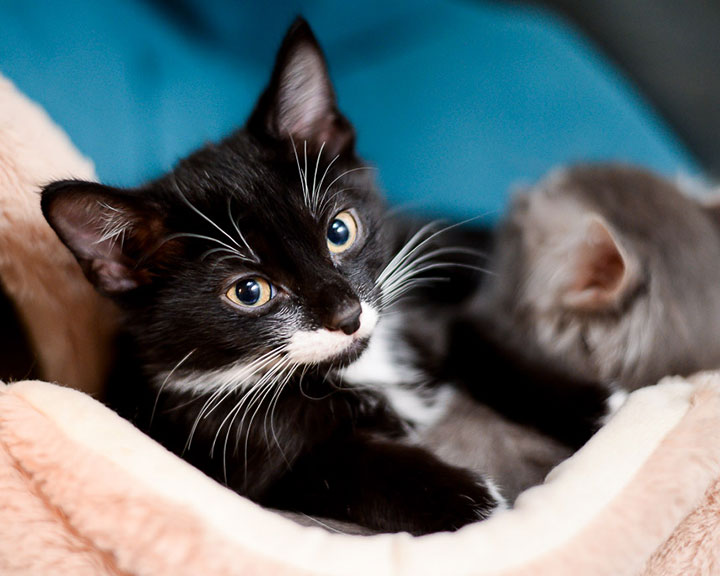 Volunteer and Foster — Humane Society for Greater Savannah