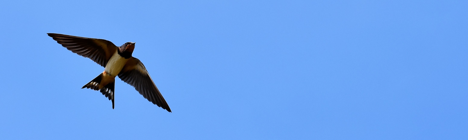 The Real “Rules” of Haiku — The Poetry Place
