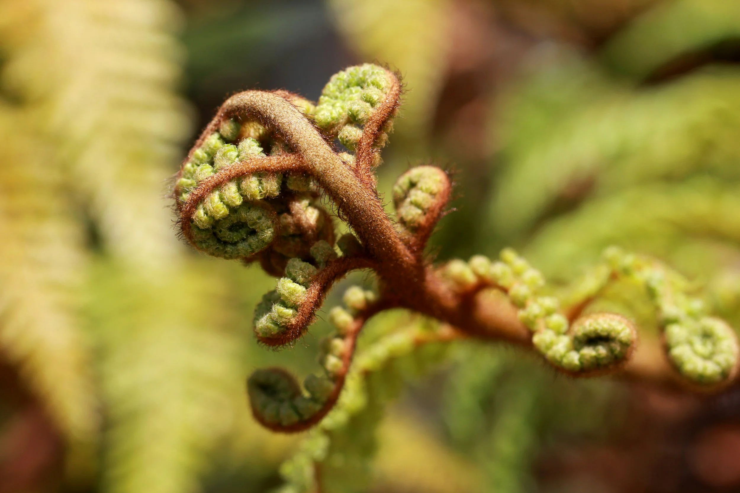 The Key to Extended Metaphor — The Poetry Place