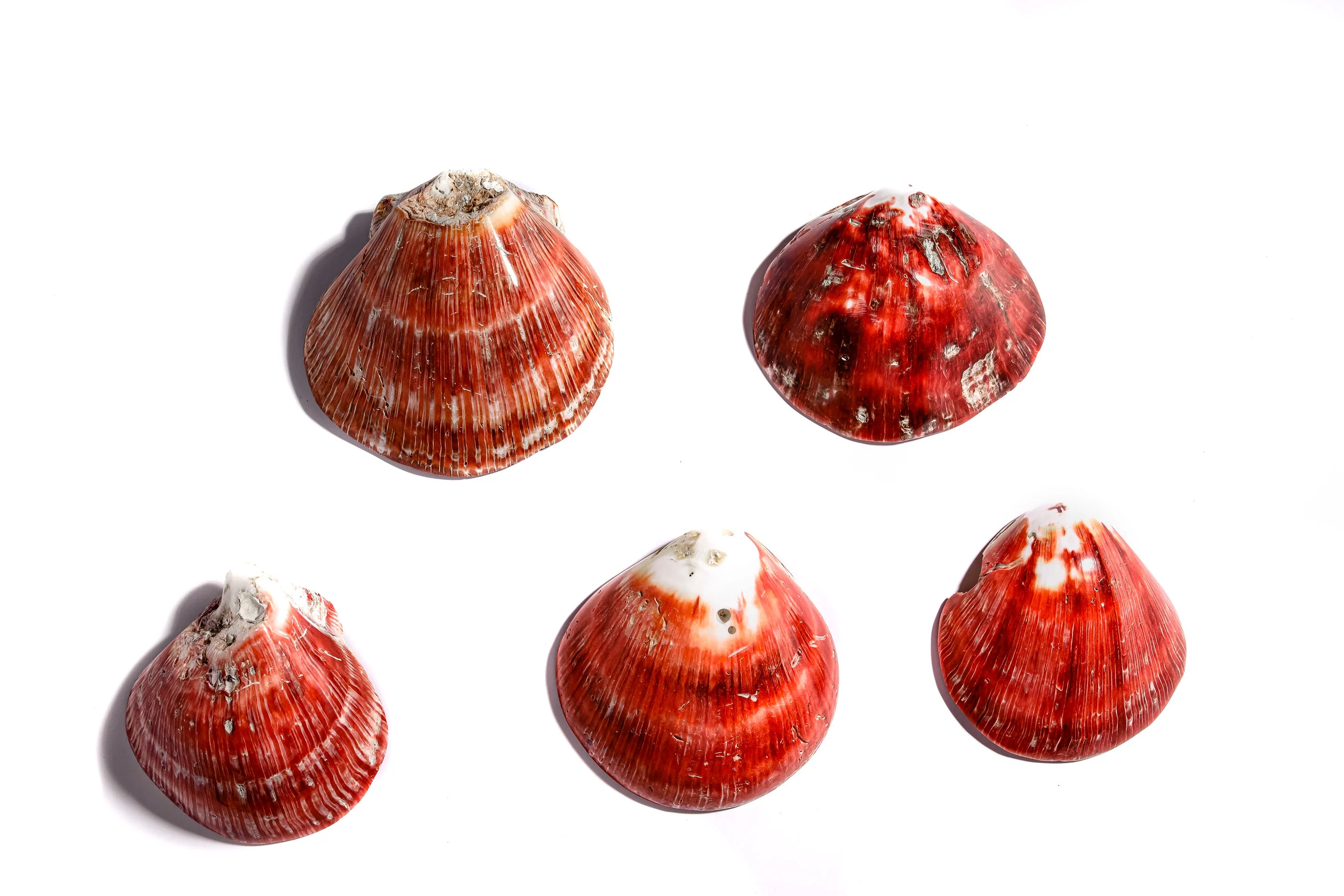 Store 2 — Red Shell Jewelry