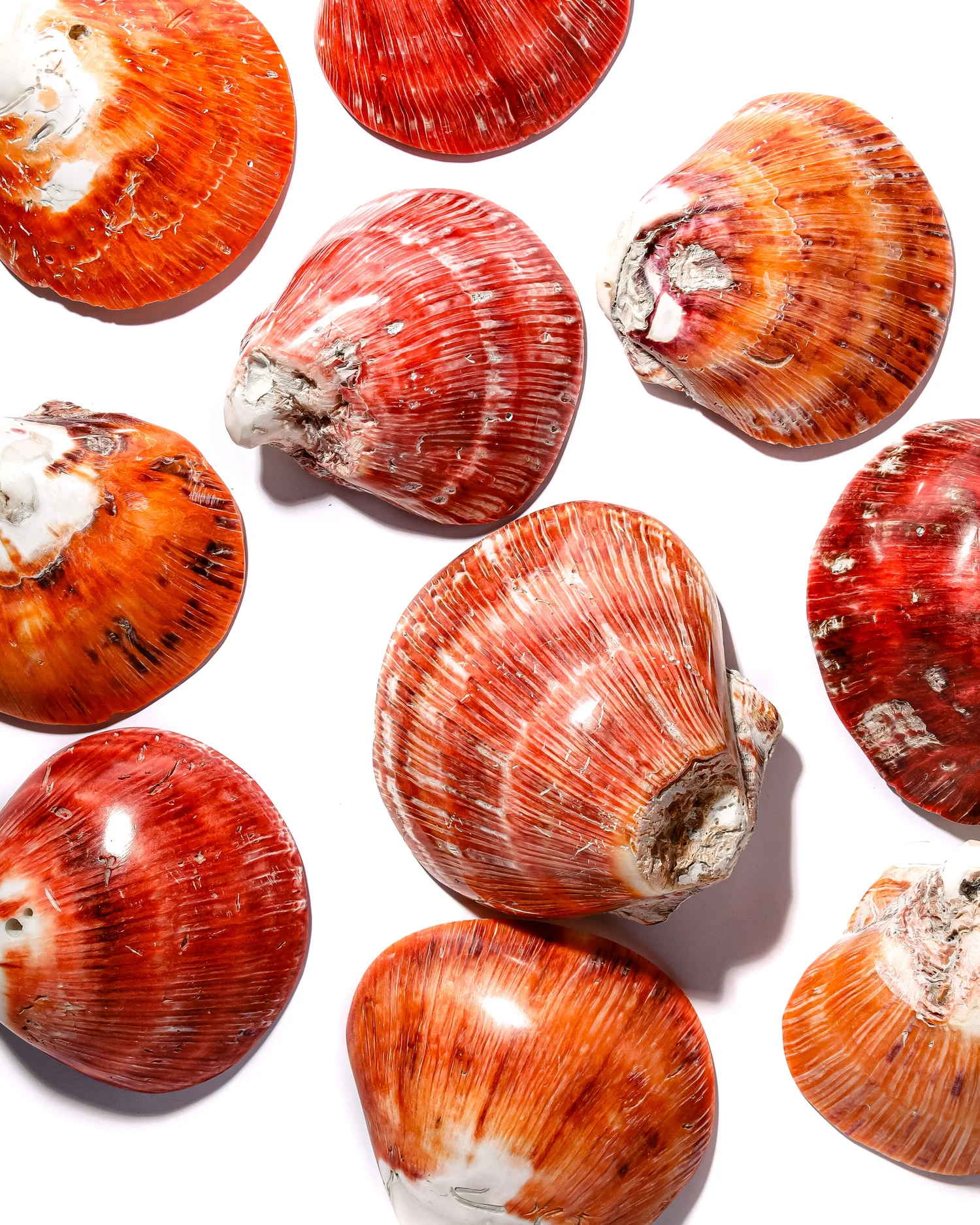 Store 2 — Red Shell Jewelry