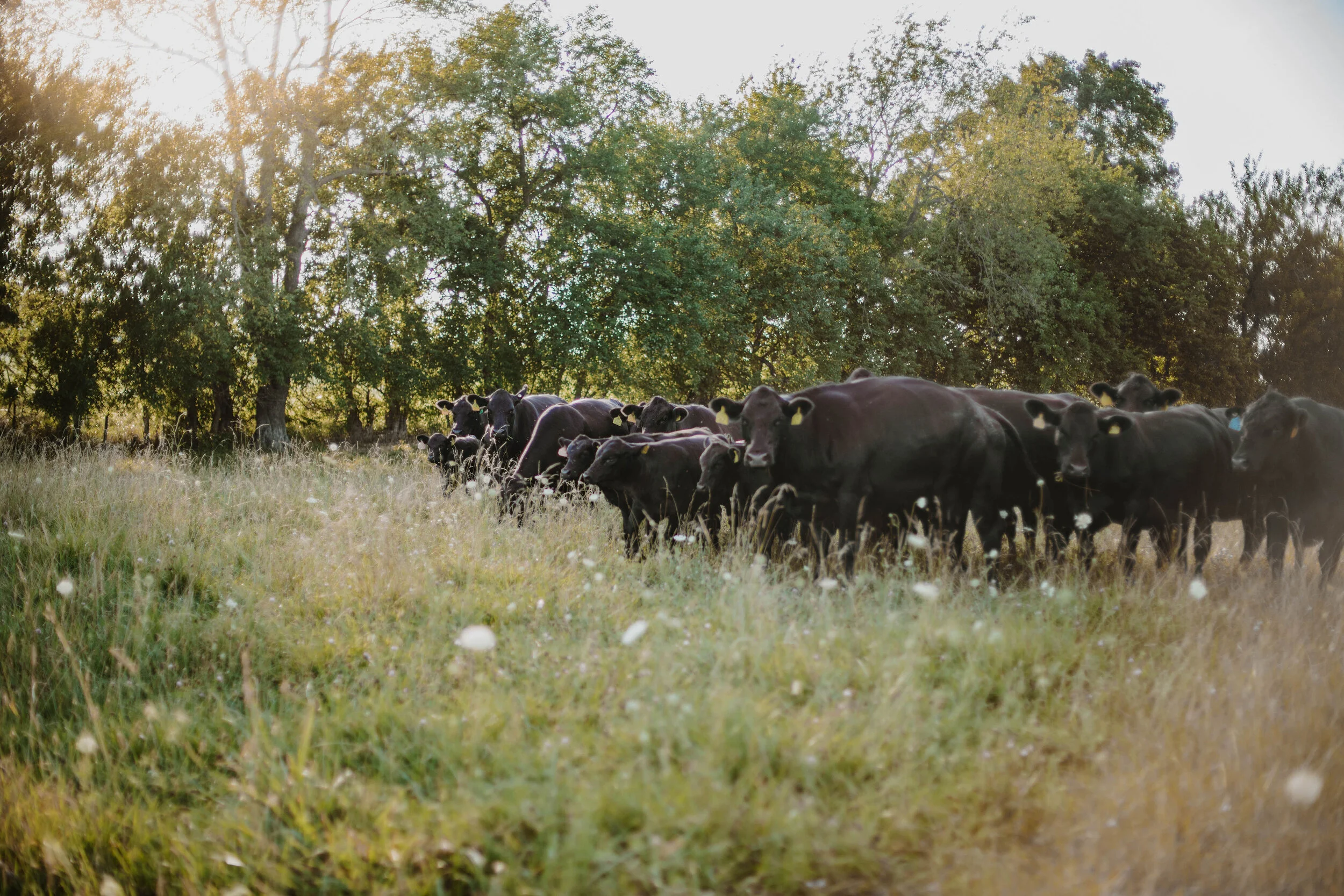 Contact — Noggle Farms