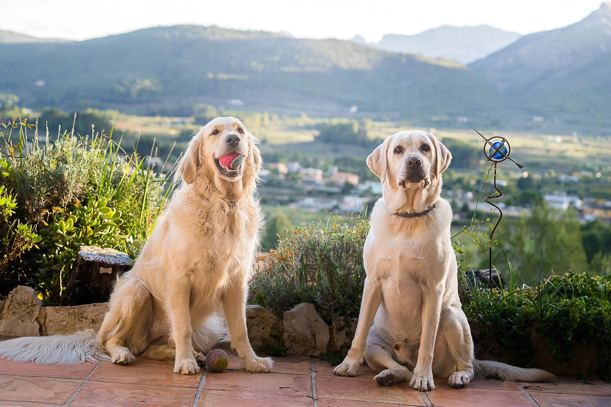 Travel the World: Trusted House Sitters — Dérive Collective