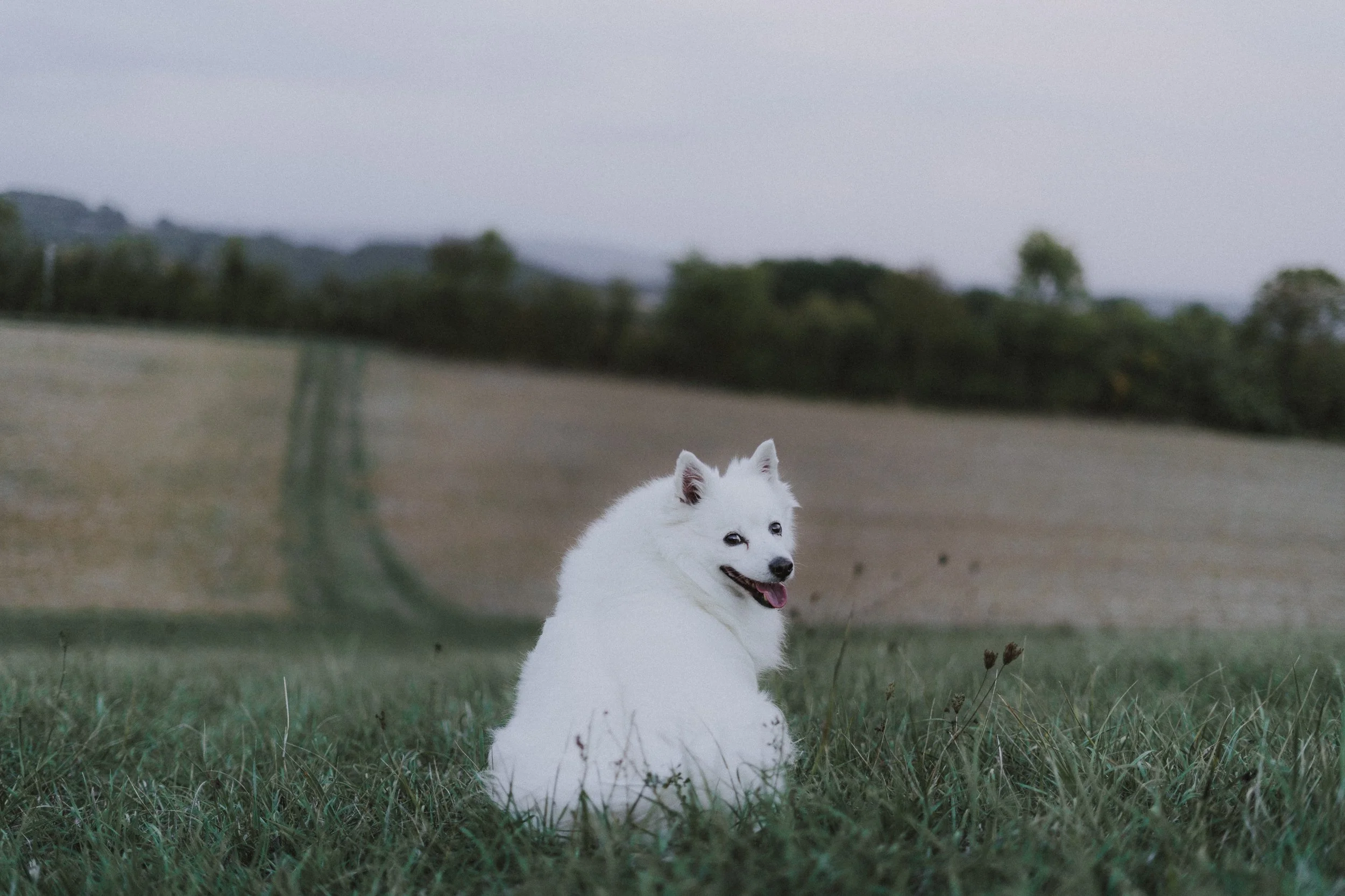 Travel The World: Trusted Housesitters — Dérive Collective