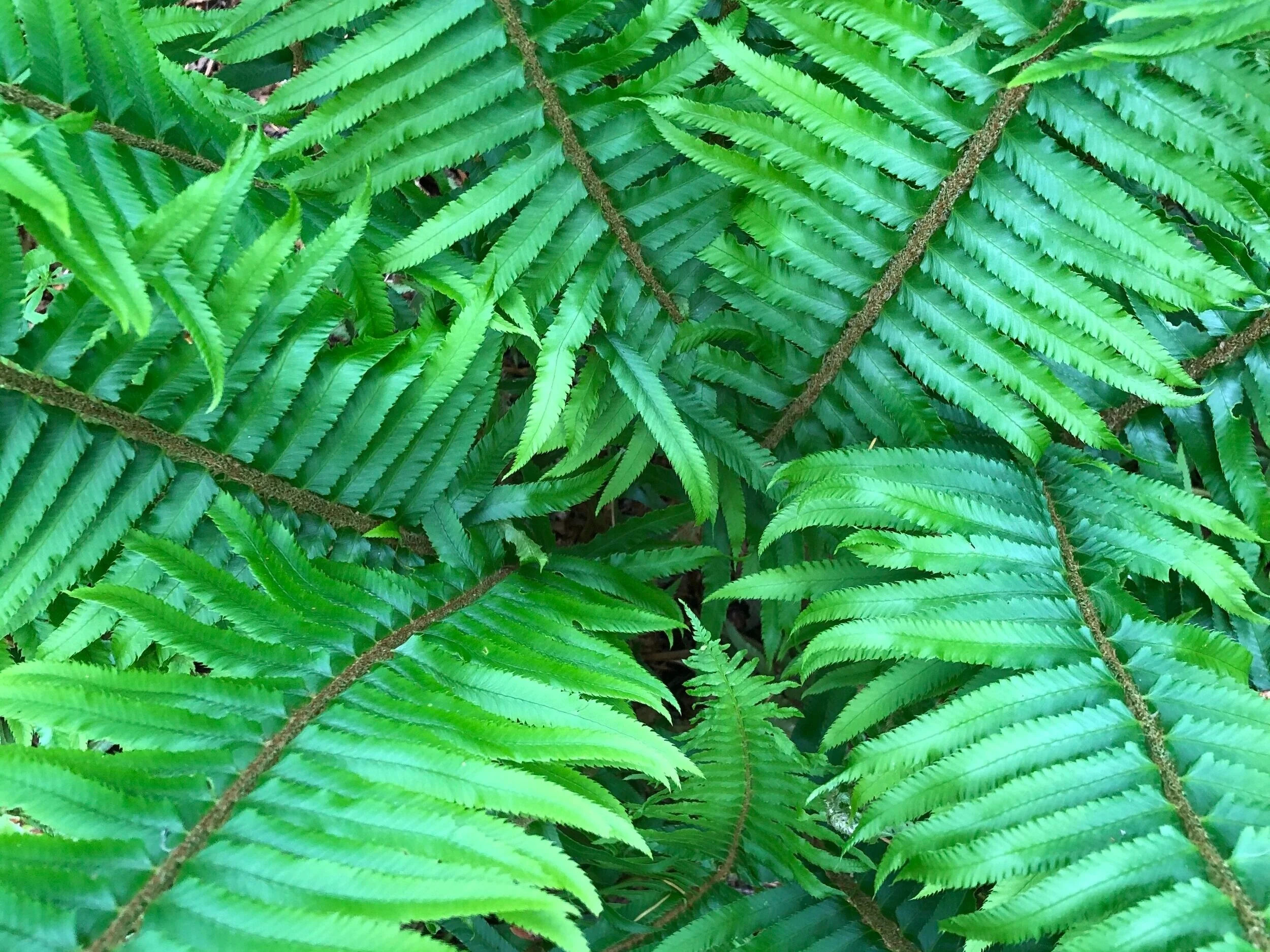 Rising Rose Wellness