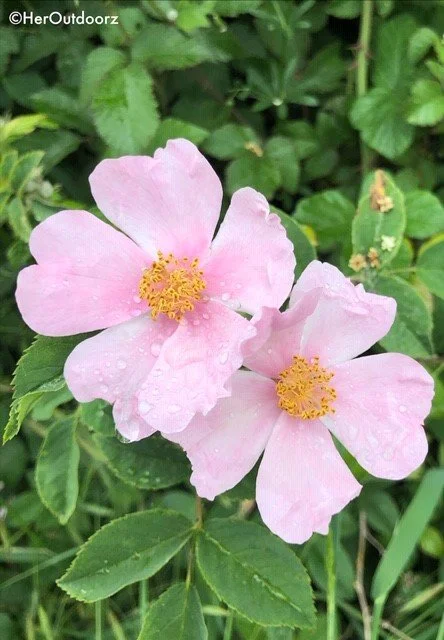 What Does A Dog Rose Look Like