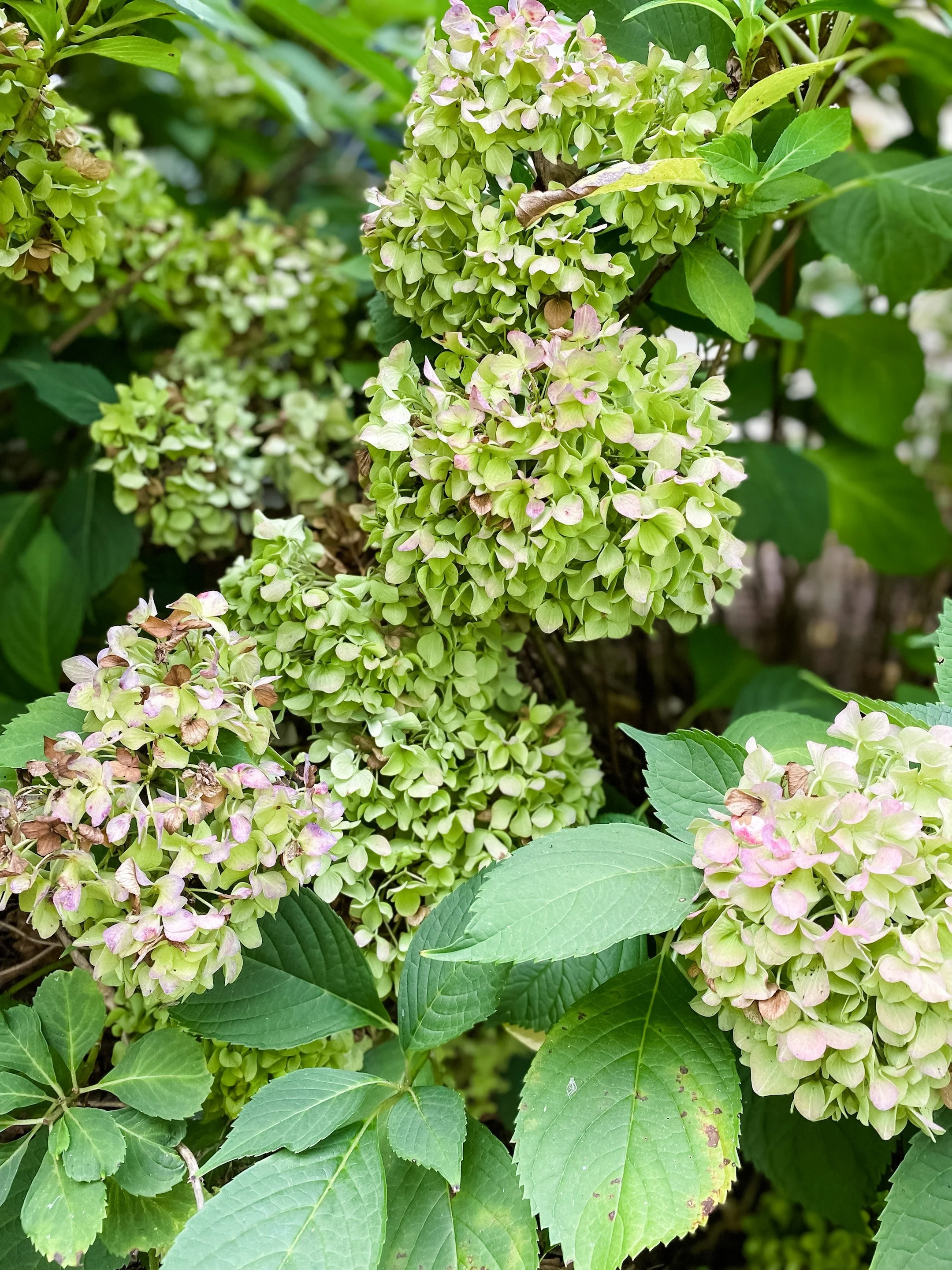 Japanese Snowball Bush vs. Hydrangeas: What's the difference? — dolly & bud