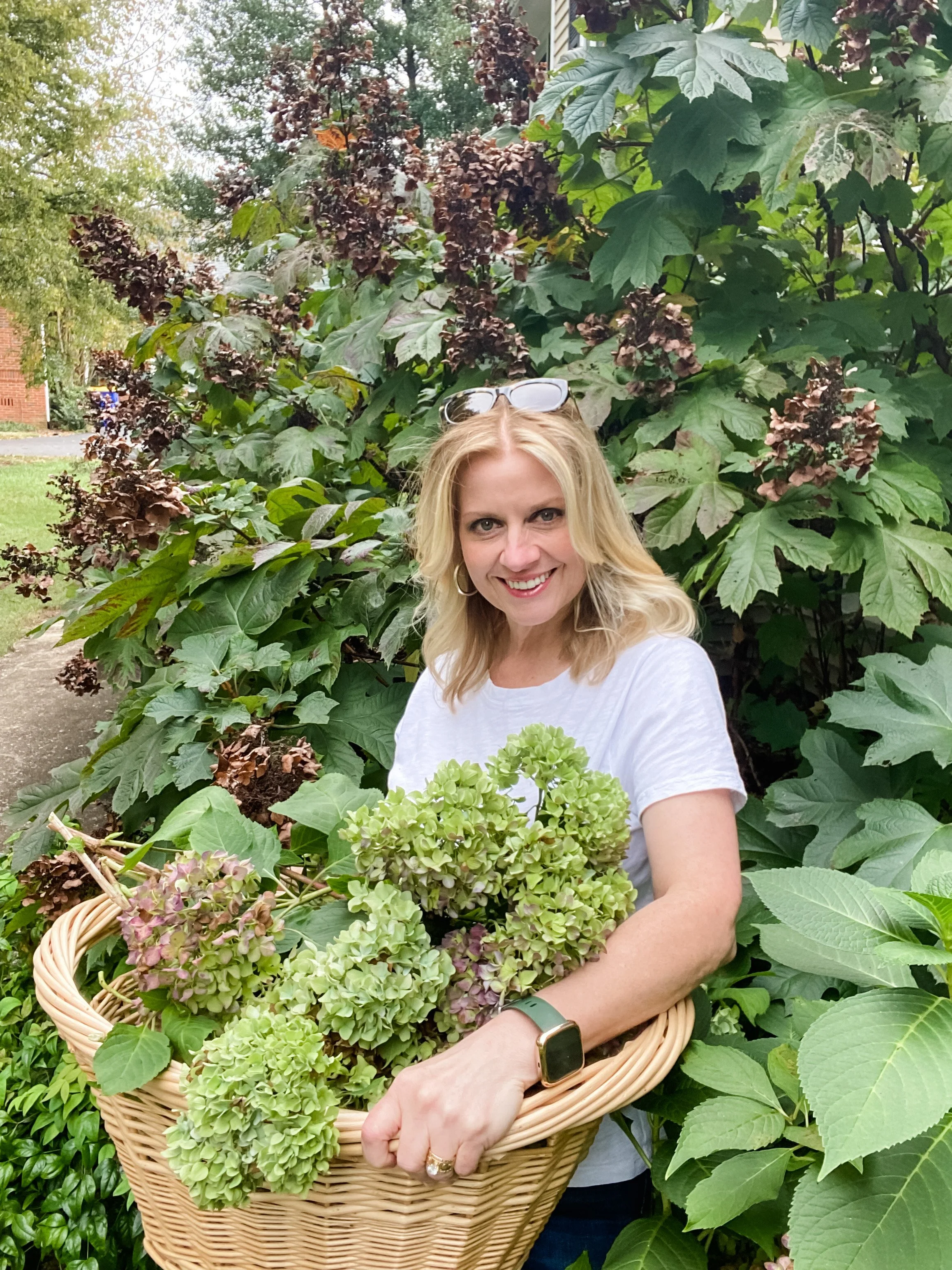 Japanese Snowball Bush vs. Hydrangeas: What's the difference? — dolly & bud