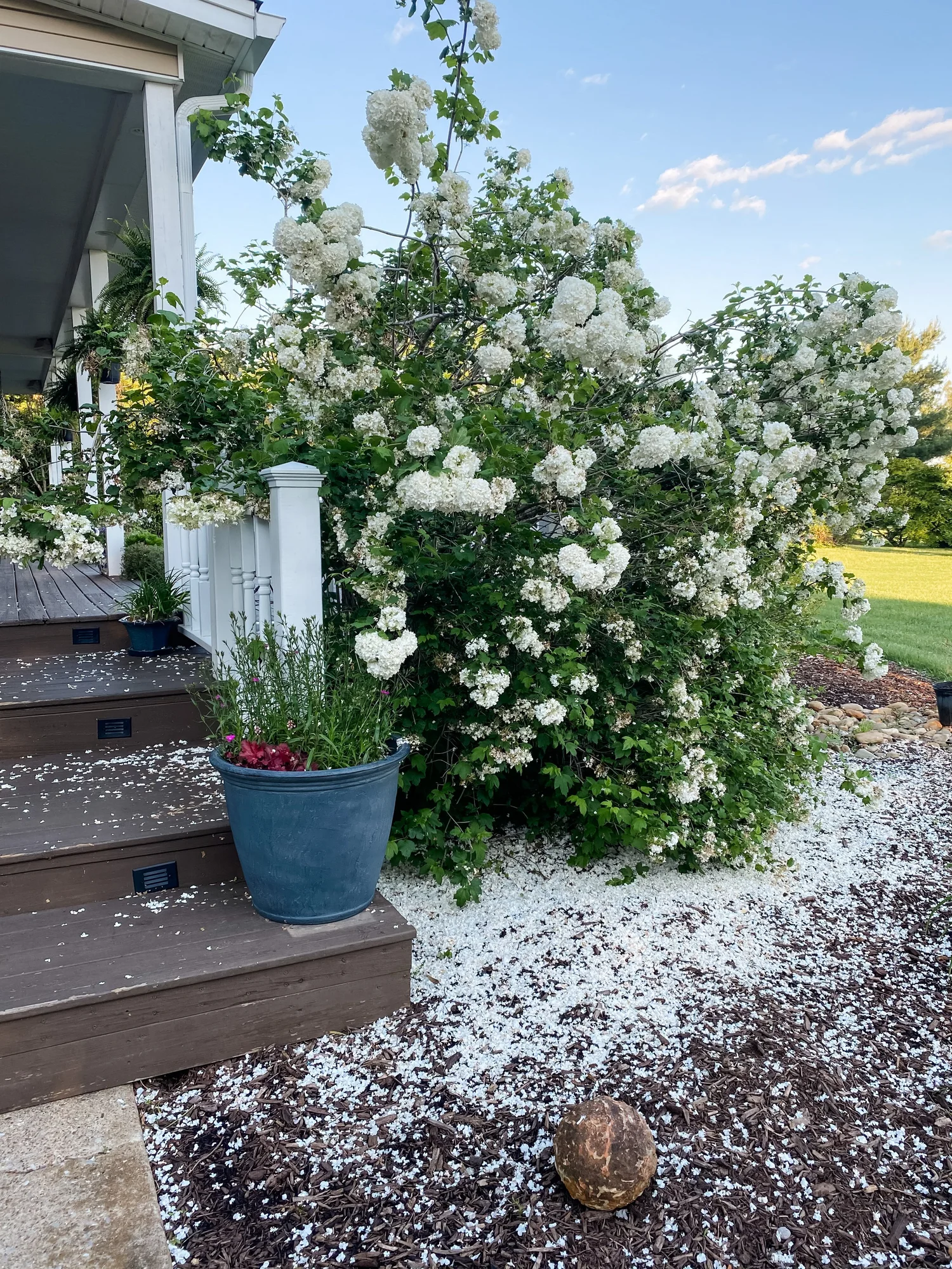 Japanese Snowball Bush vs. Hydrangeas: What's the difference? — dolly & bud