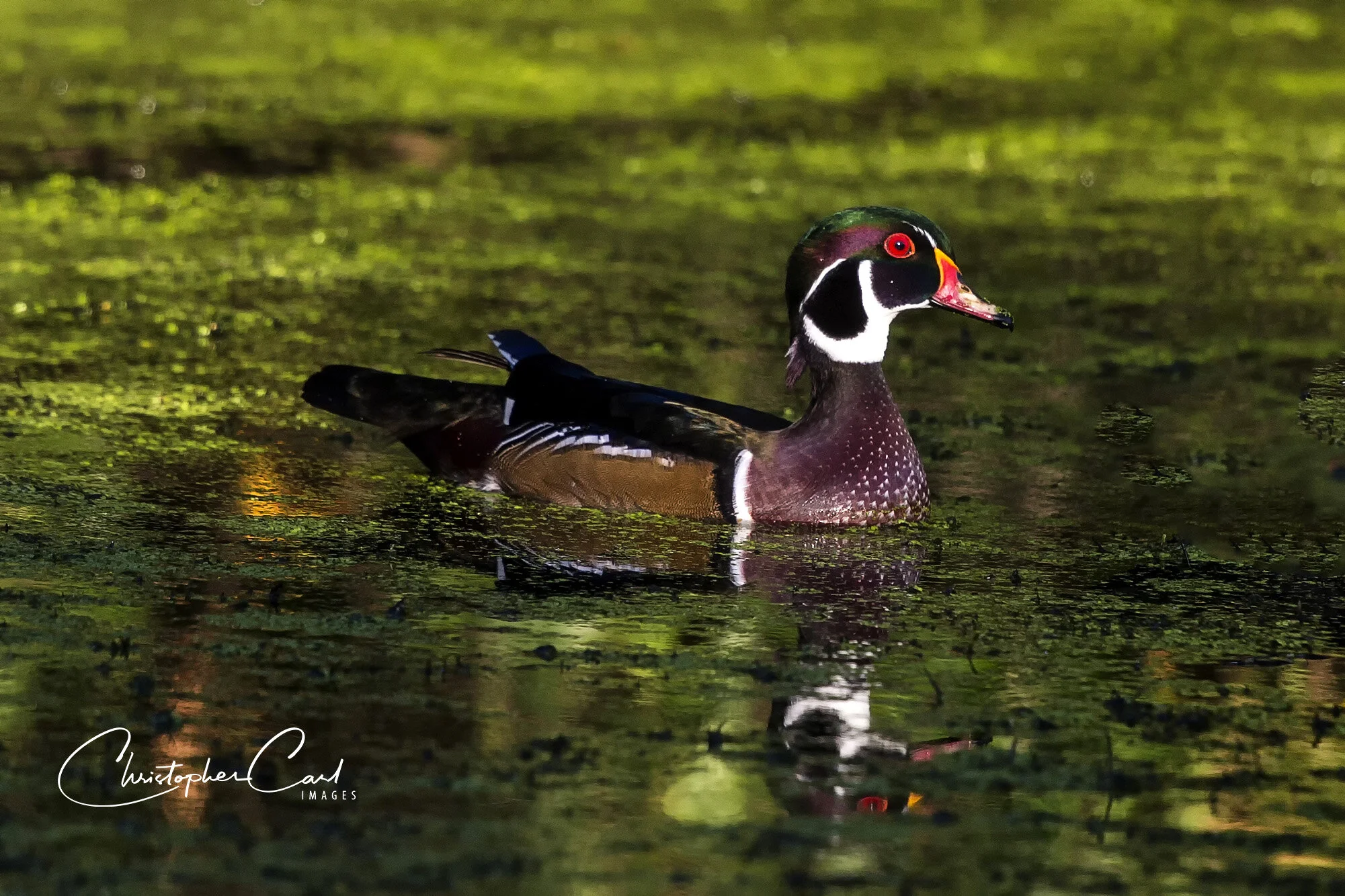 Christopher Carl Images