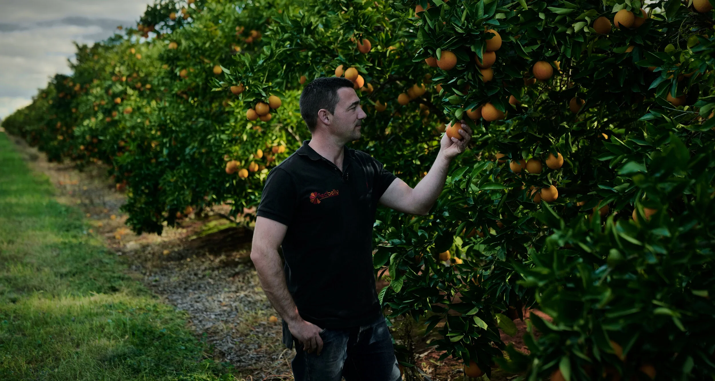 Redbelly Blood Oranges