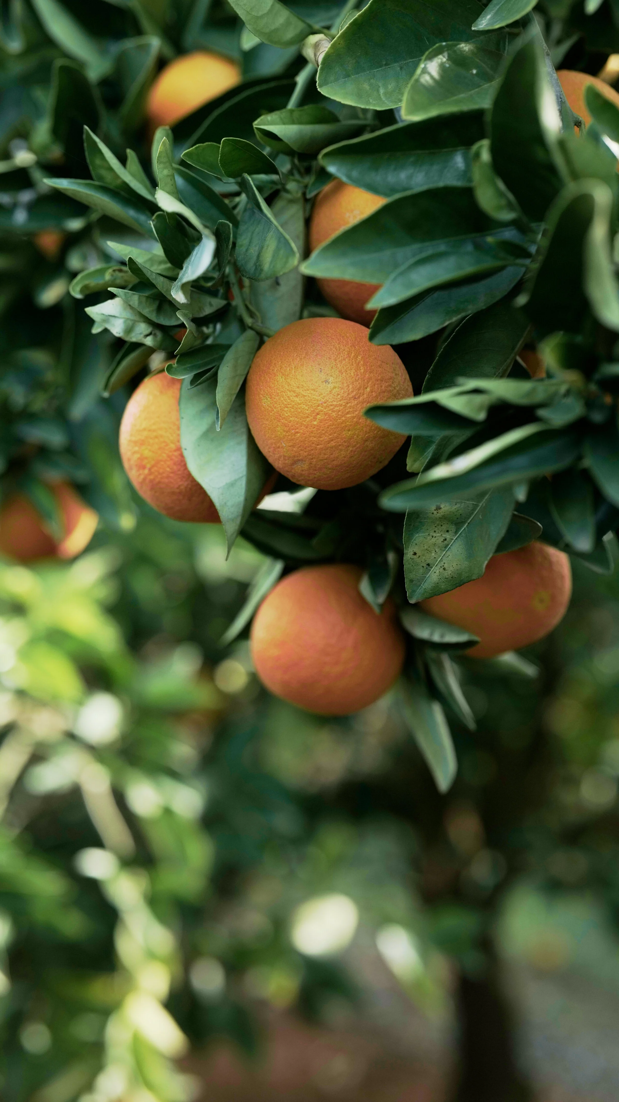 Redbelly Blood Oranges