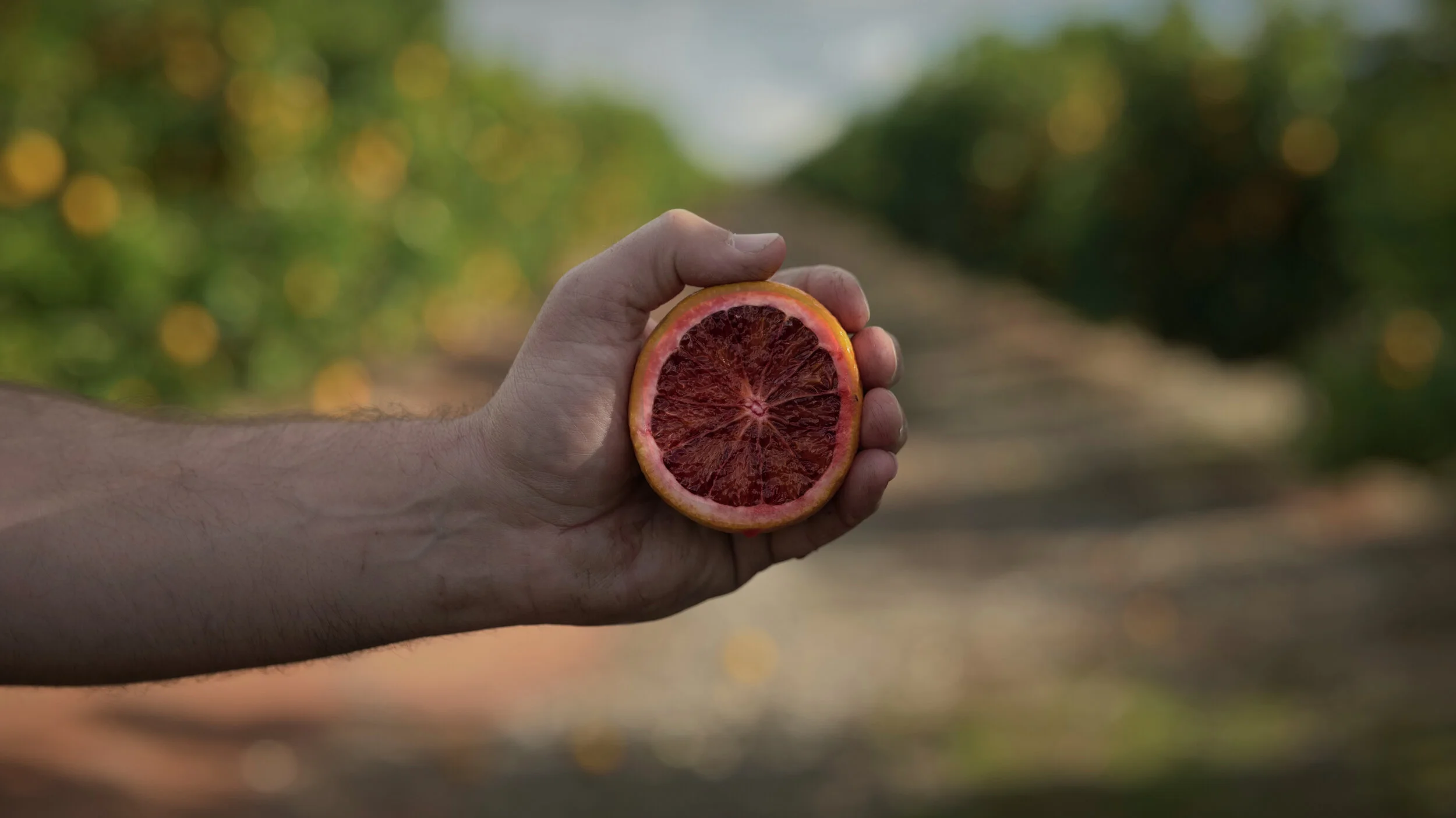 Redbelly Blood Oranges