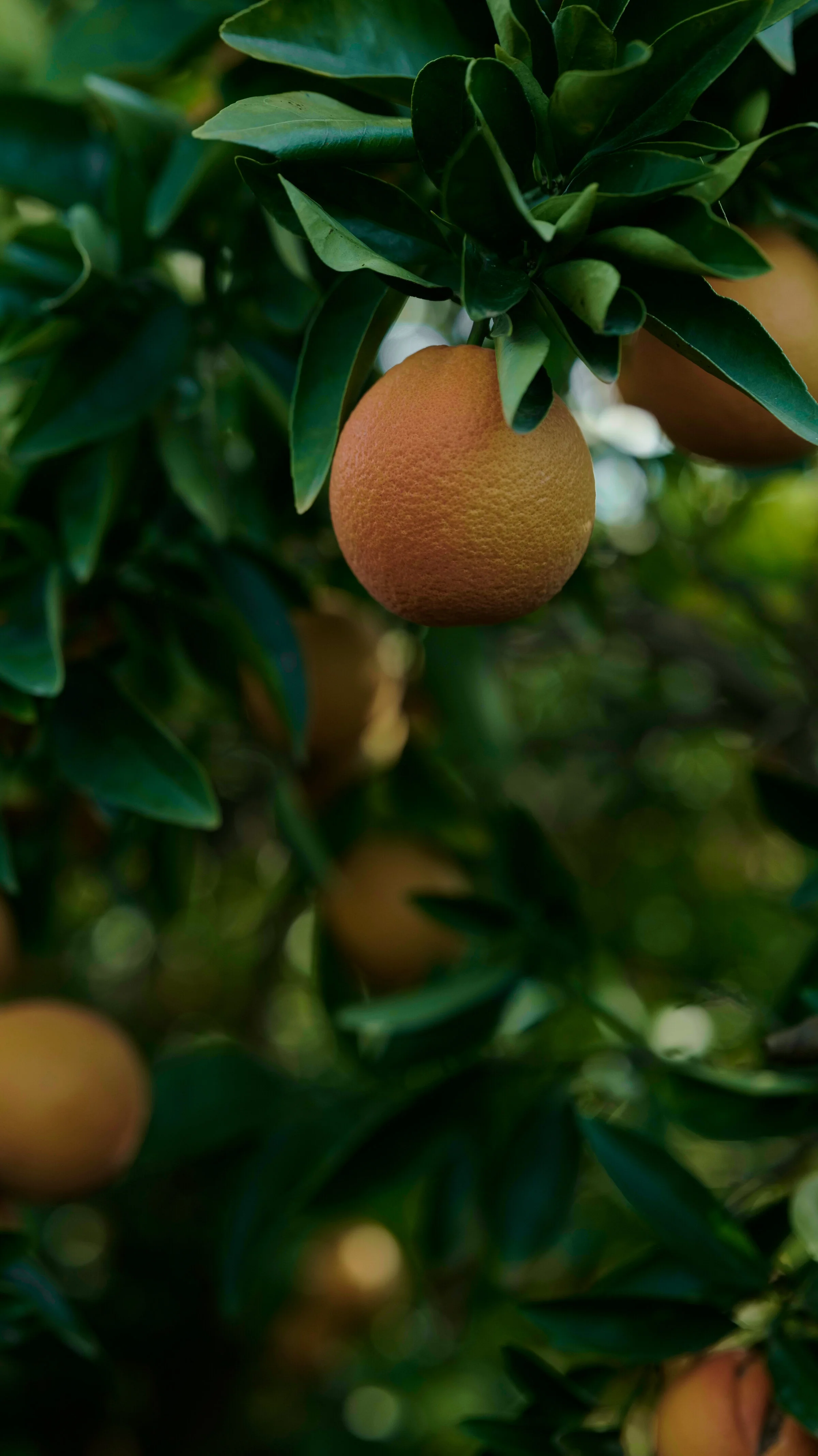Redbelly Blood Oranges