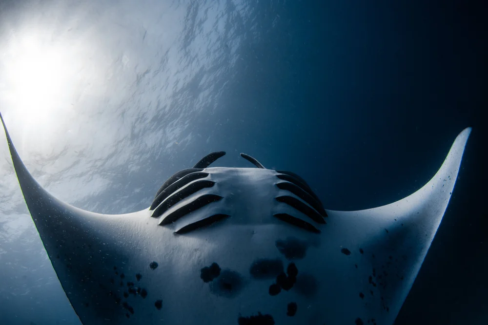 World Manta Day