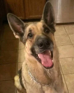 Foster — Southeast German Shepherd Rescue-covering North Carolina and ...