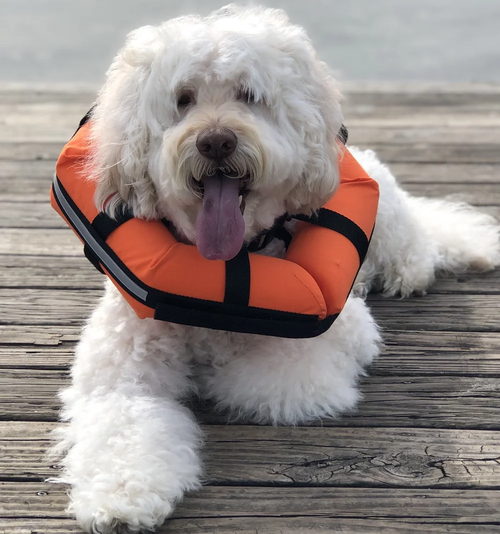dog flotation device