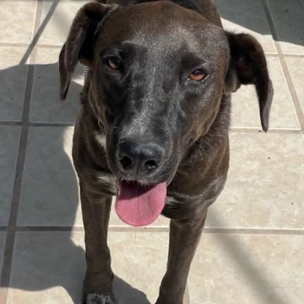 Dog of the Month — The Ranch Chapala