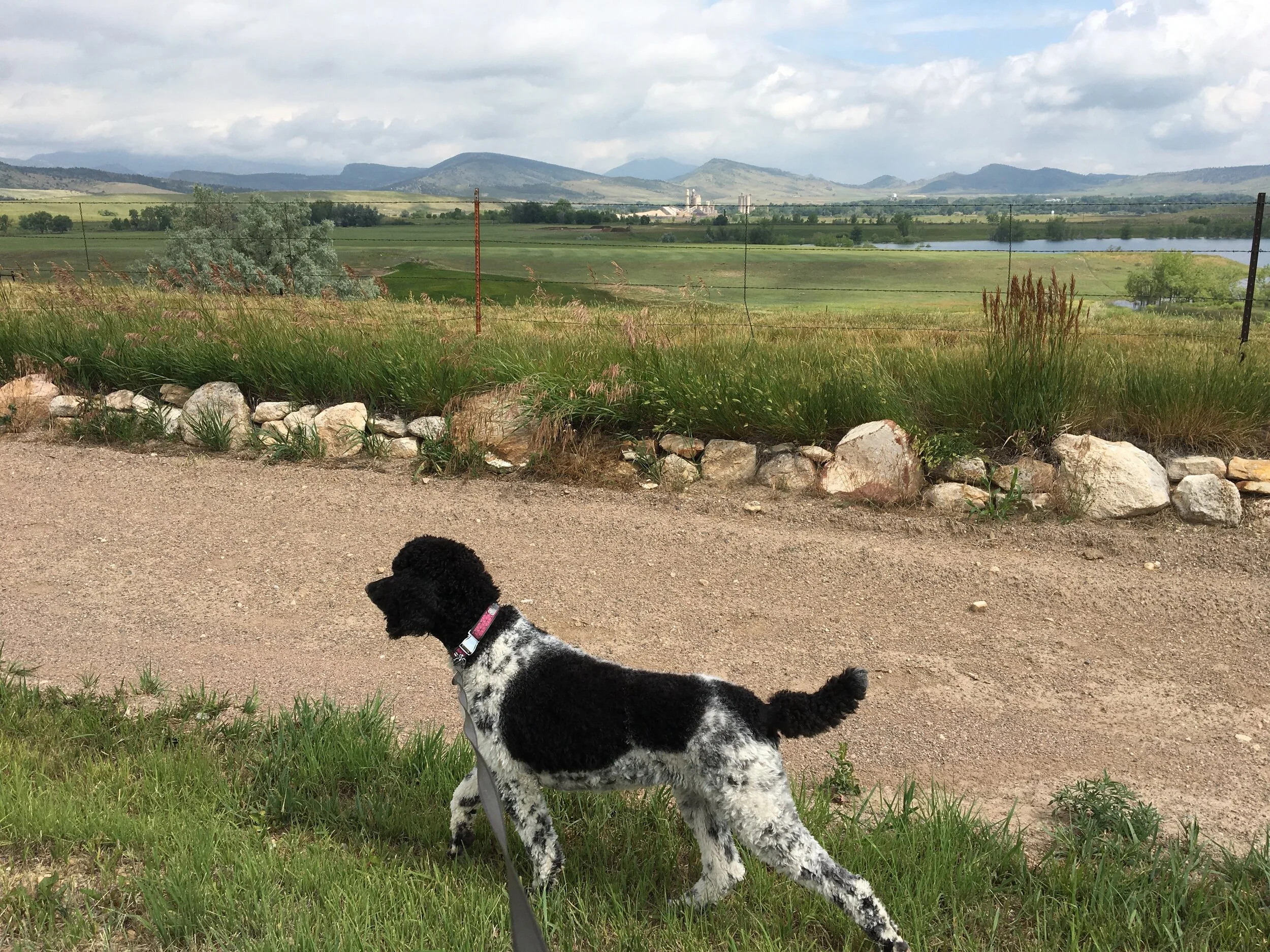 Josie — Singer Standards