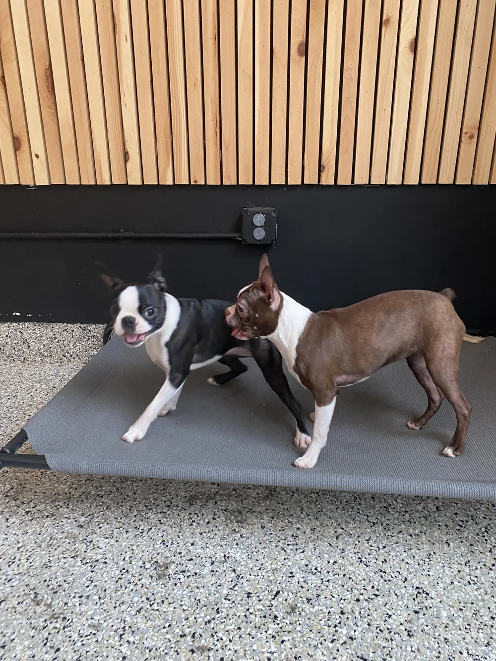 Local Dog Boarding, Dog Grooming and Dog Daycare Service