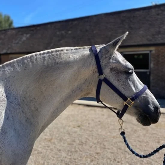 Meet Our Horses — Westerlands
