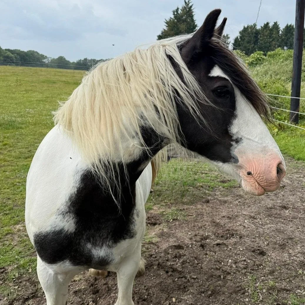 Meet Our Horses — Westerlands