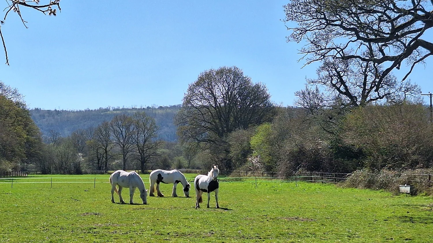 Meet Our Horses — Westerlands