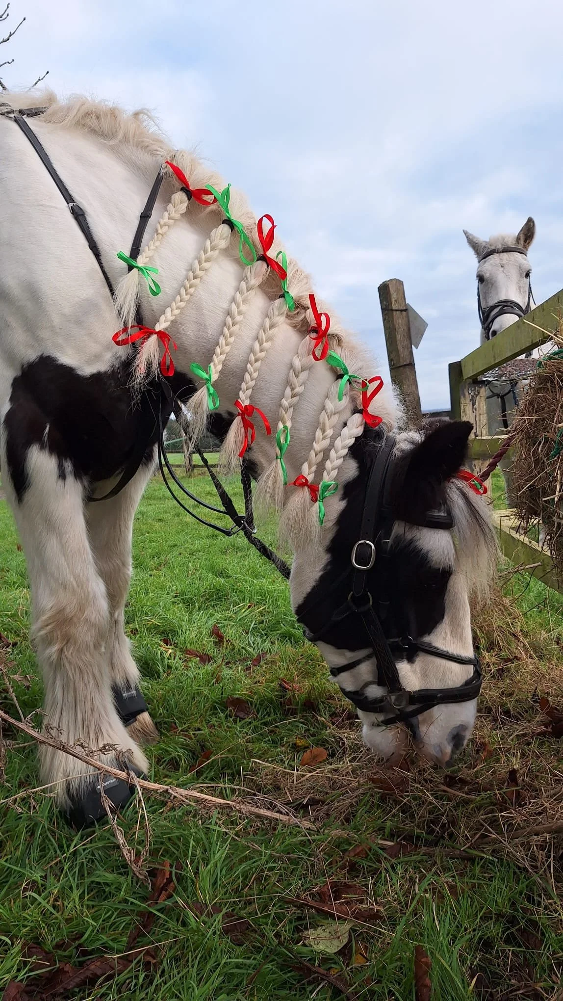 Horse Riding in South Downs National Park, West Sussex — Westerlands