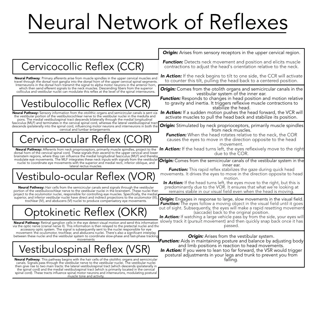 Neck in Balance: Understanding the Cervical Spine's Role in Equilibrium ...