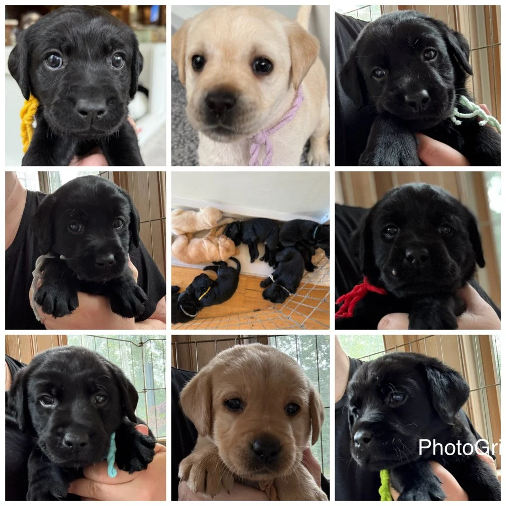 Current Litter — Osprey Labradors