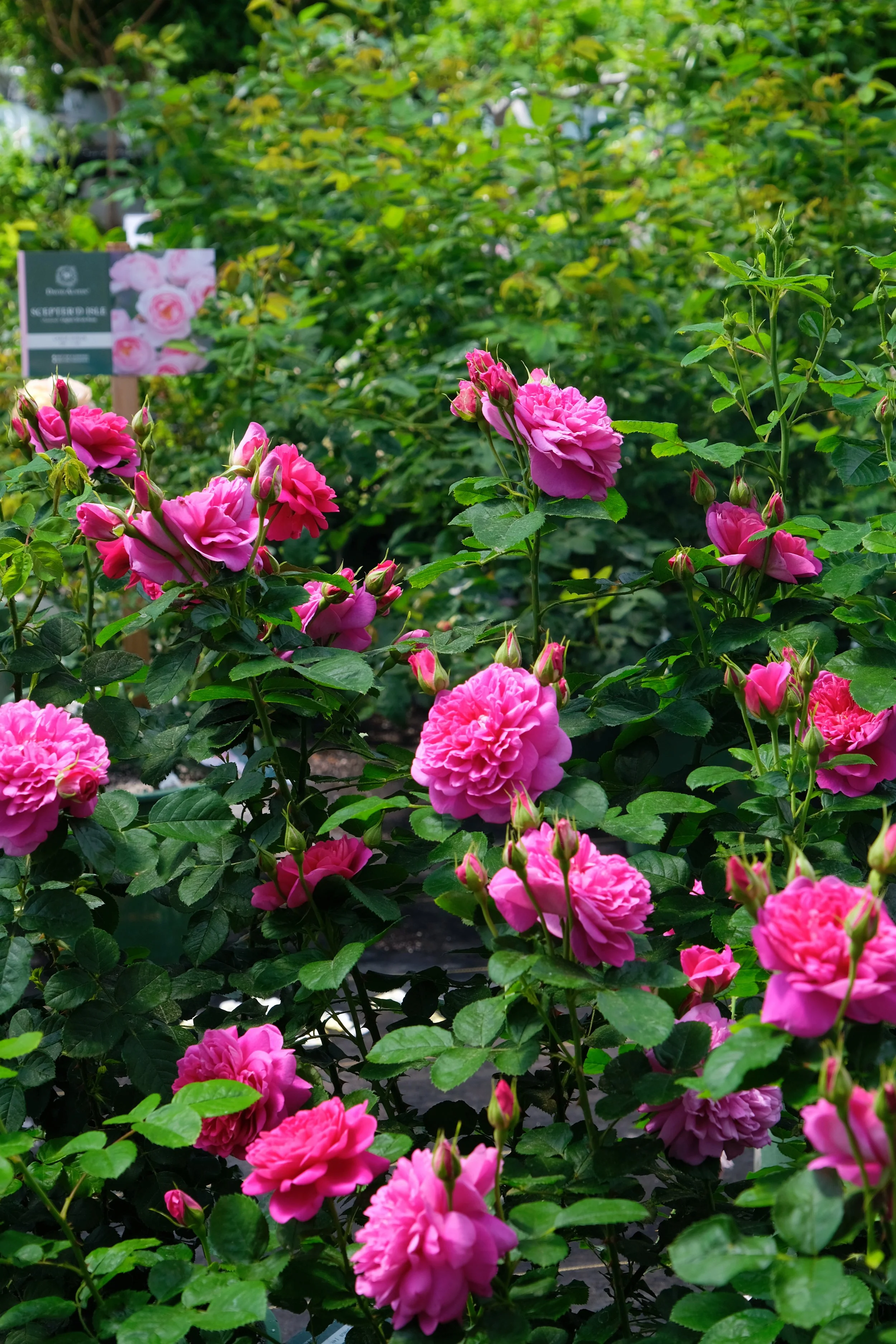 Edwards Greenhouse & Flowershop