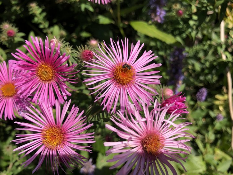 Aster Plans