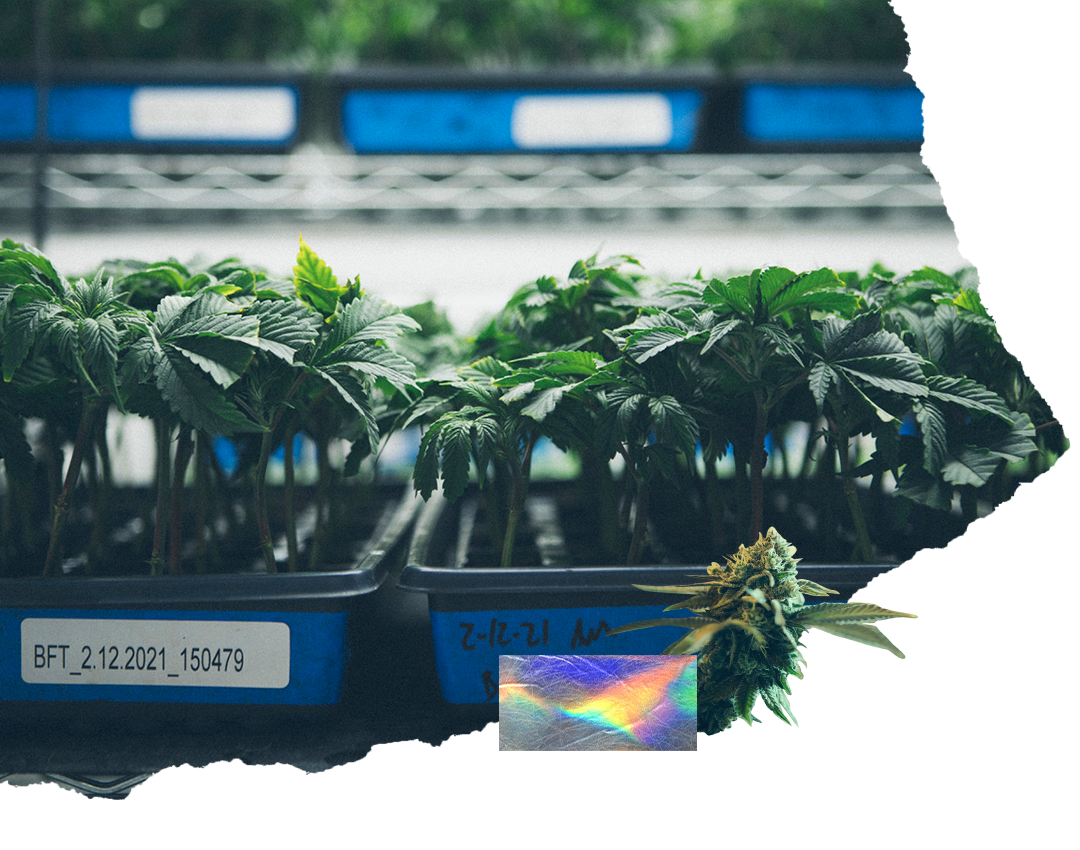 Clean Green — C4 Pharm