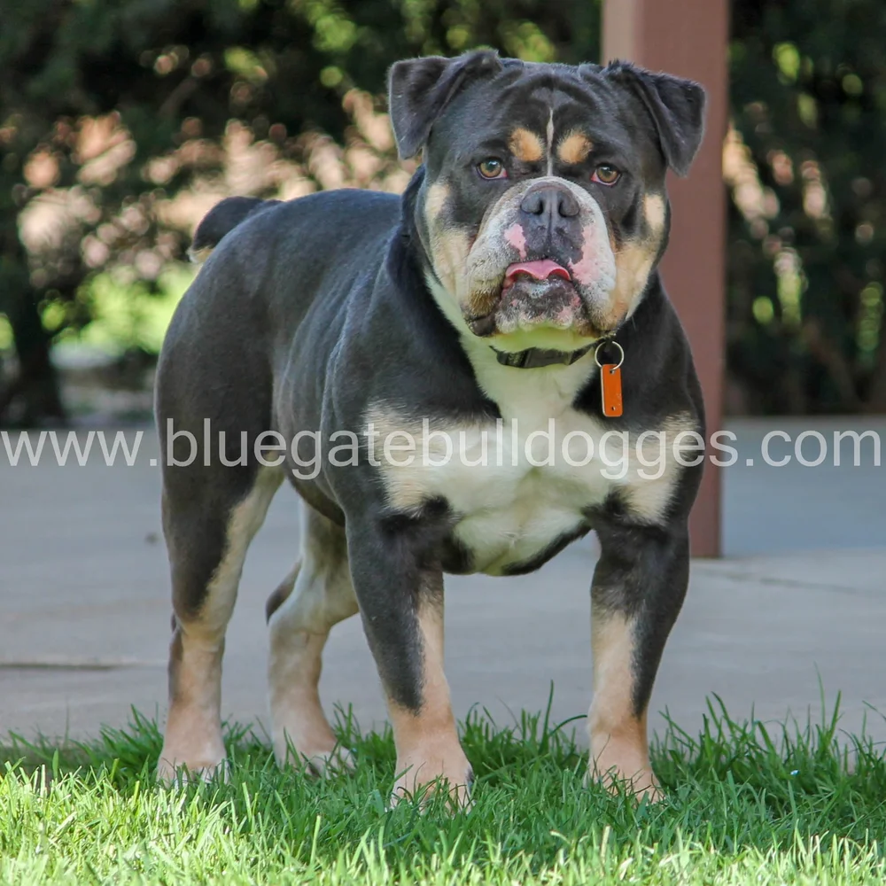 Bluegate Bulldogs