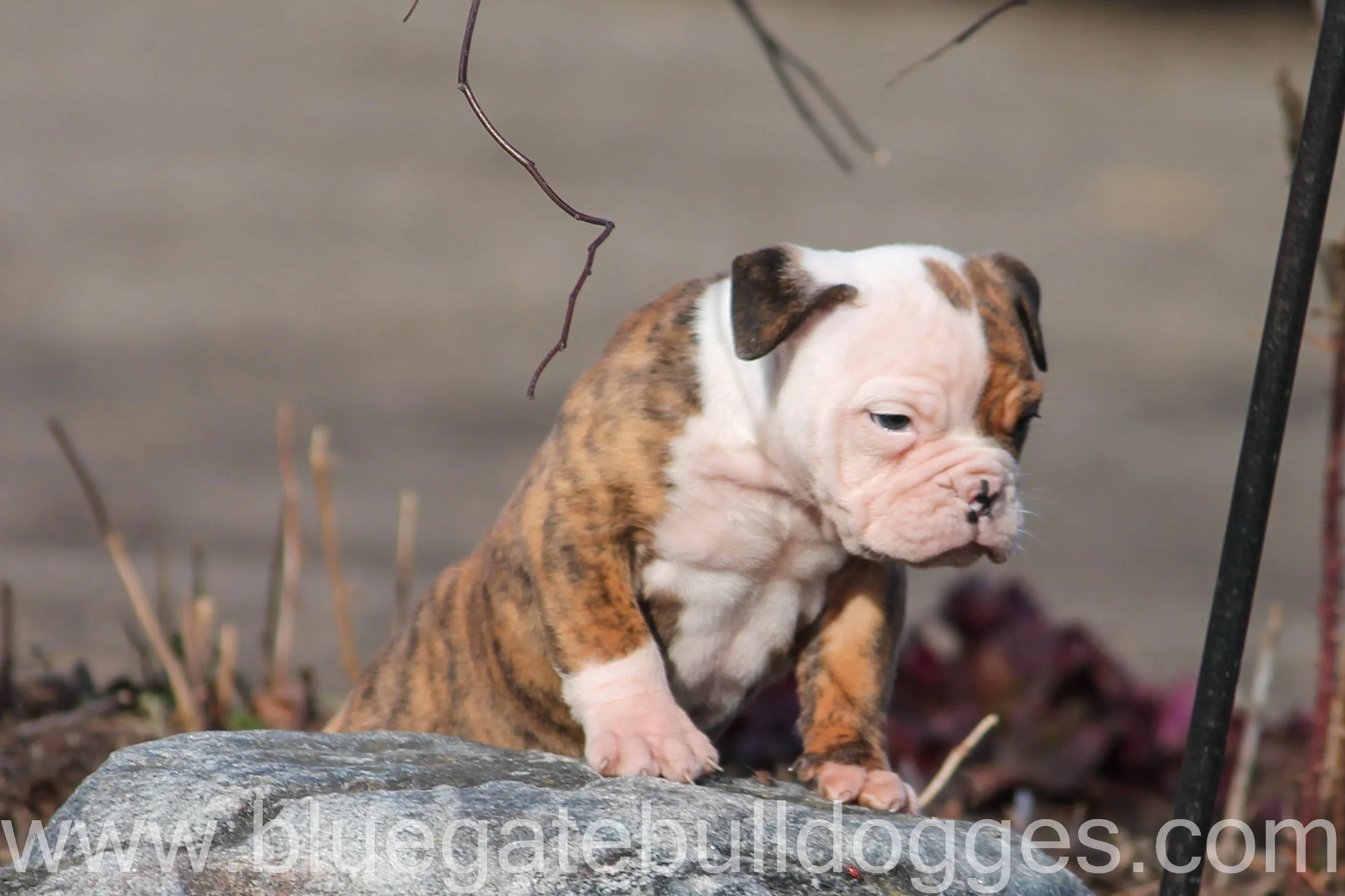 RC Hunter — Bluegate Bulldogs