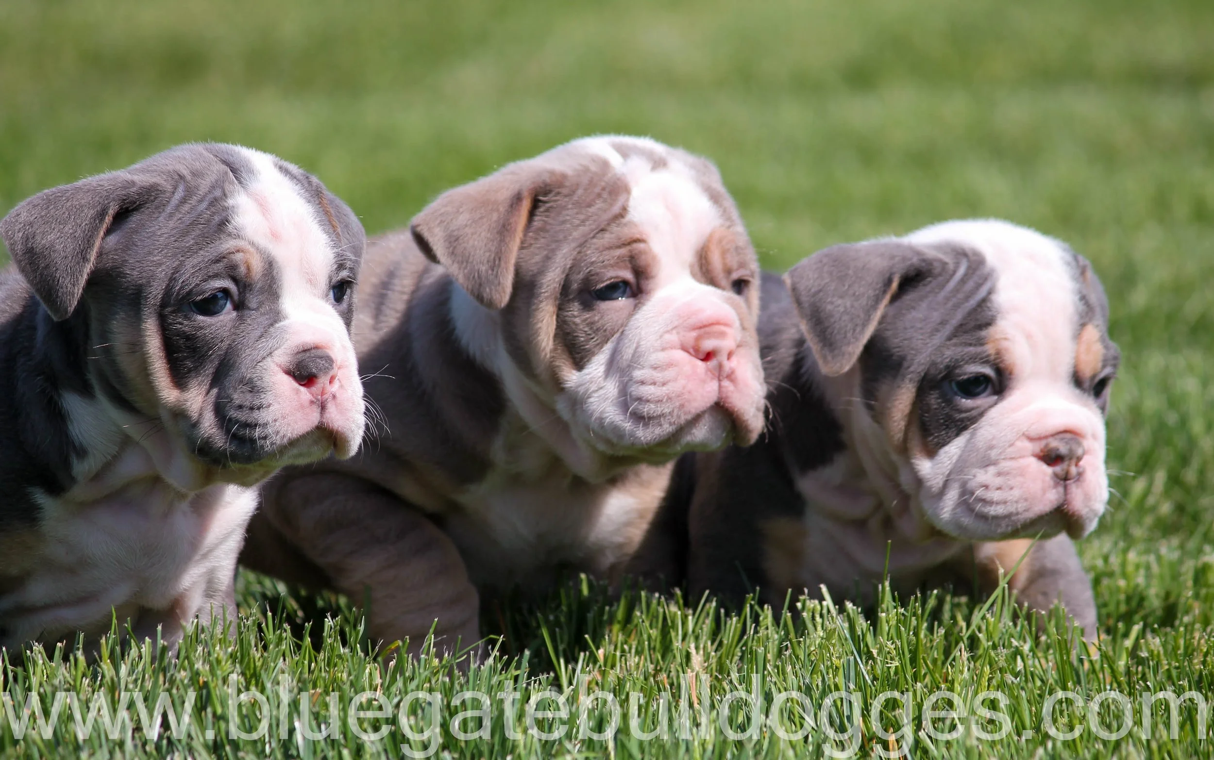 Bluegate Bulldogs