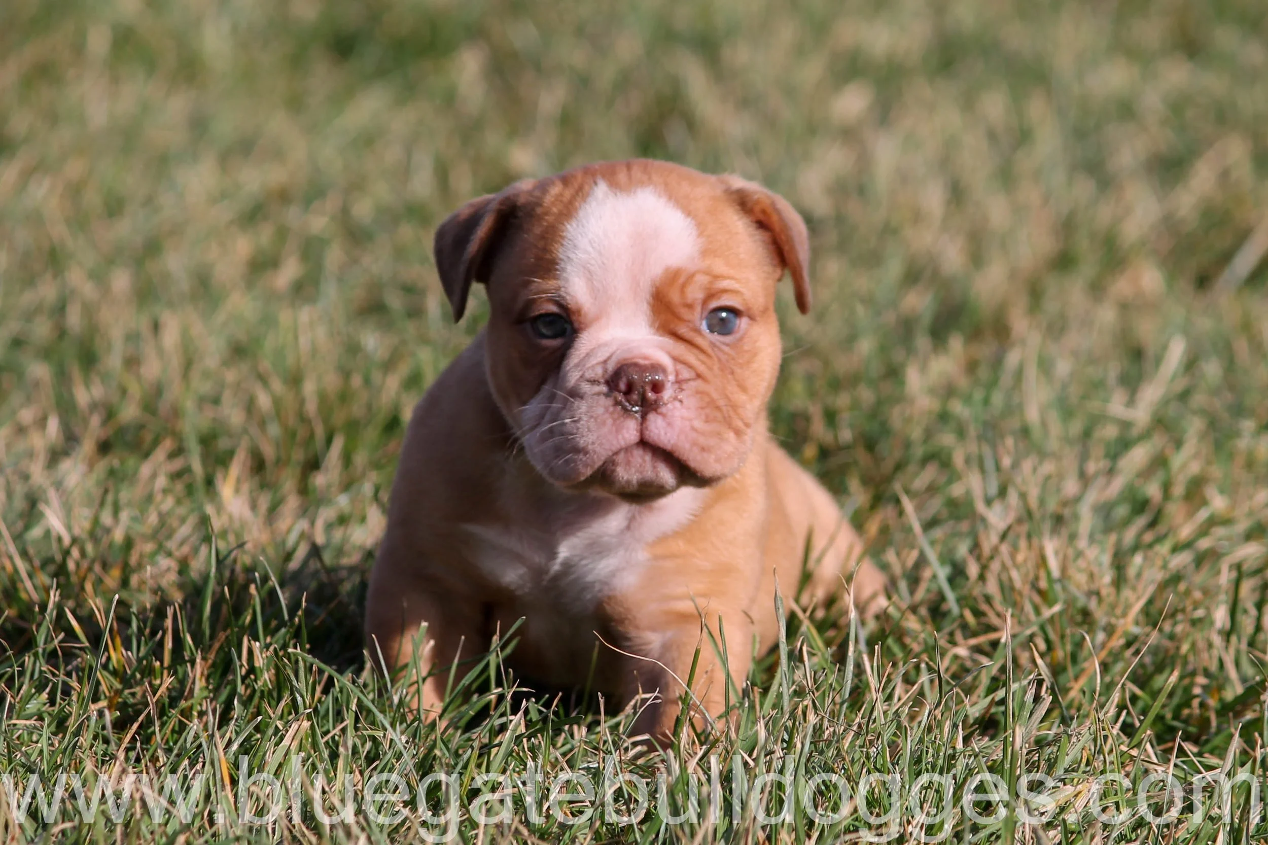 Recently Adopted — Bluegate Bulldogs
