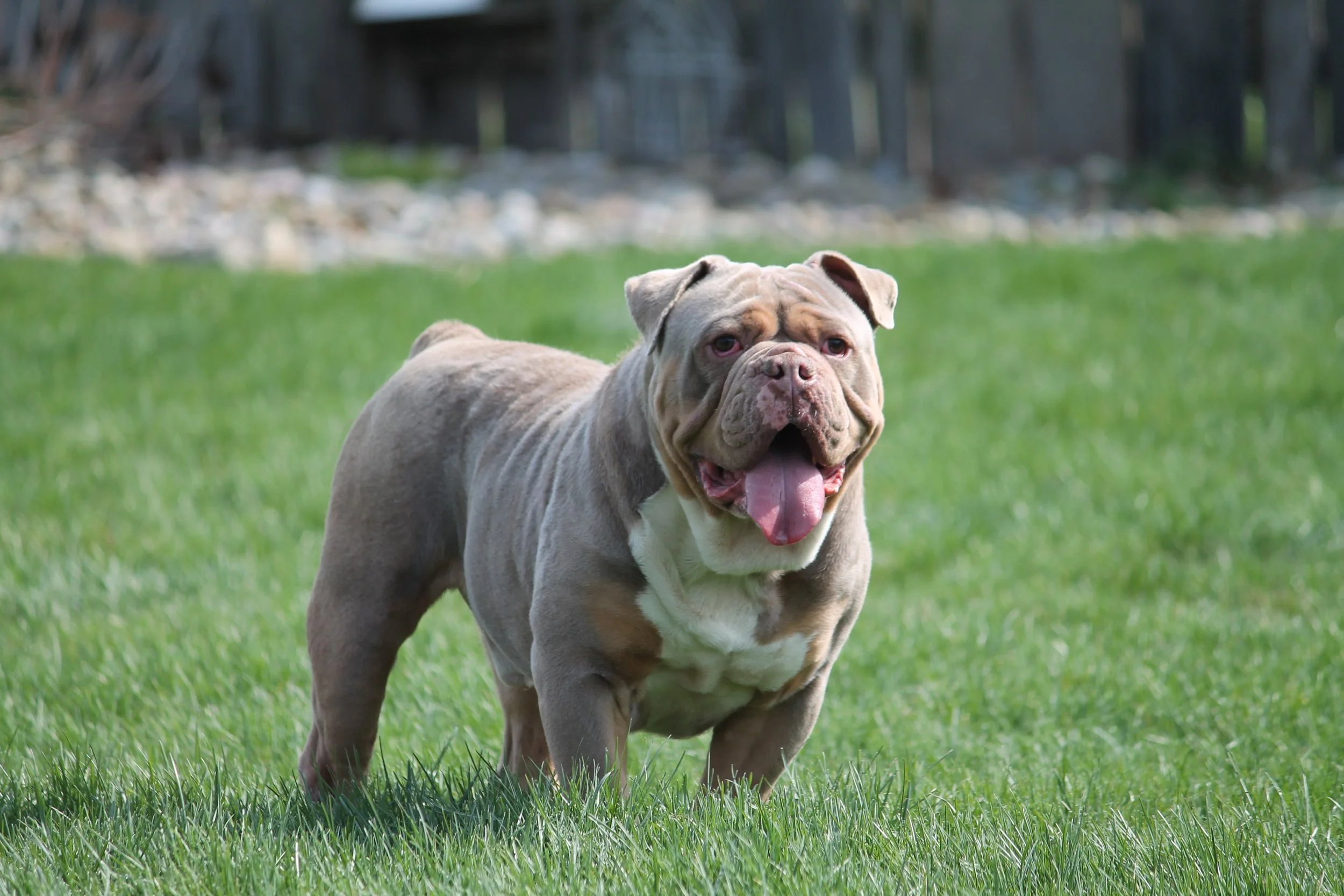 Available Puppies — Bluegate Bulldogs