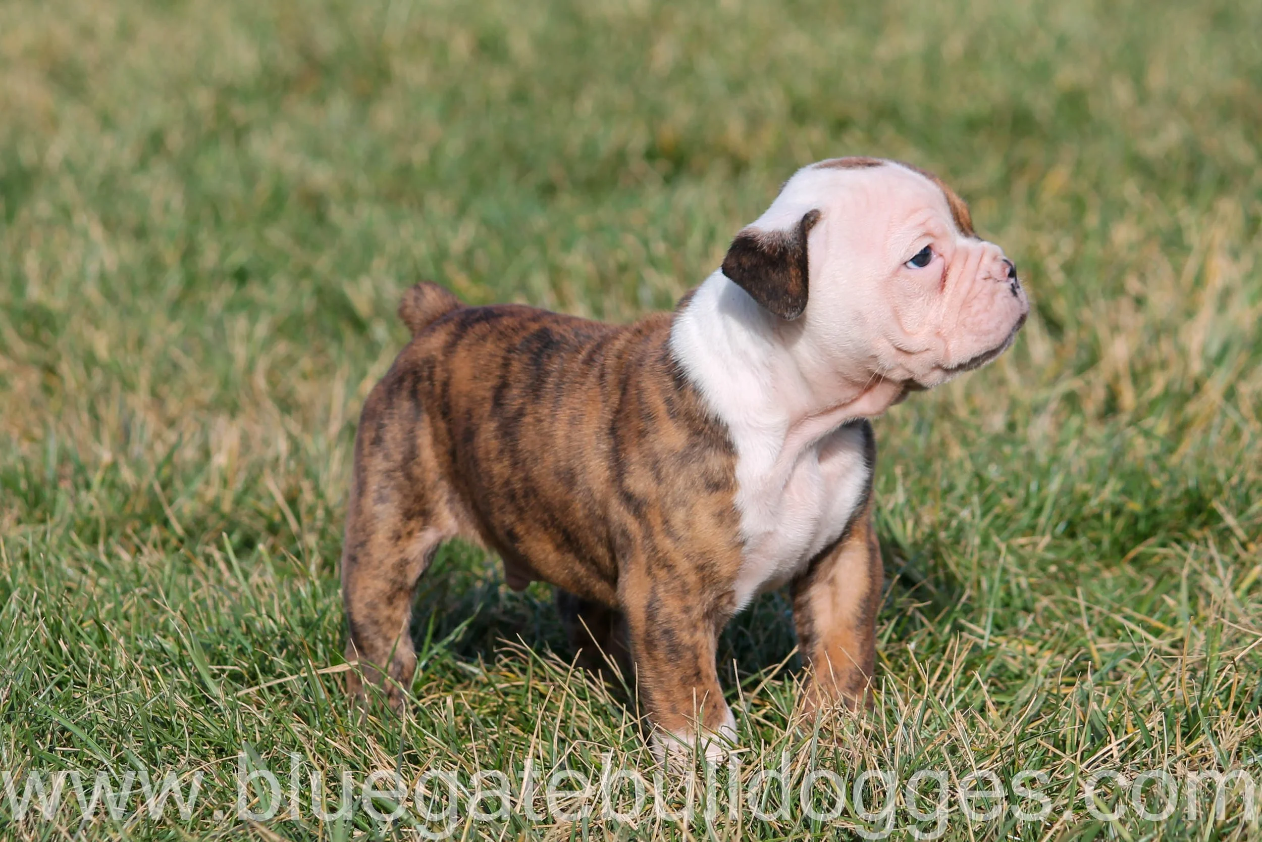 RC Hunter — Bluegate Bulldogs